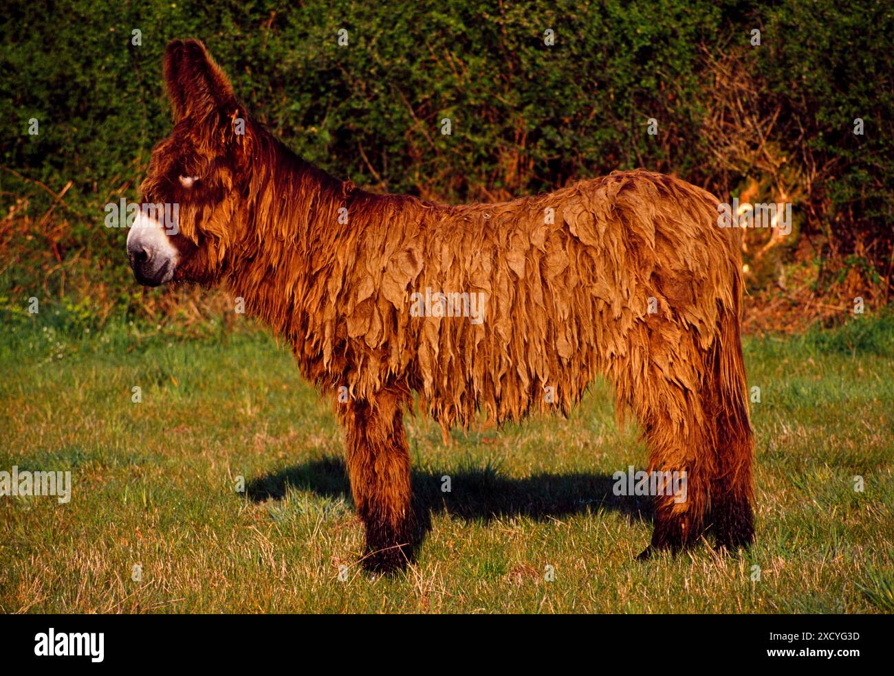 Poitou domestic donkey or the baudet du poitou -Fotos und -Bildmaterial ...