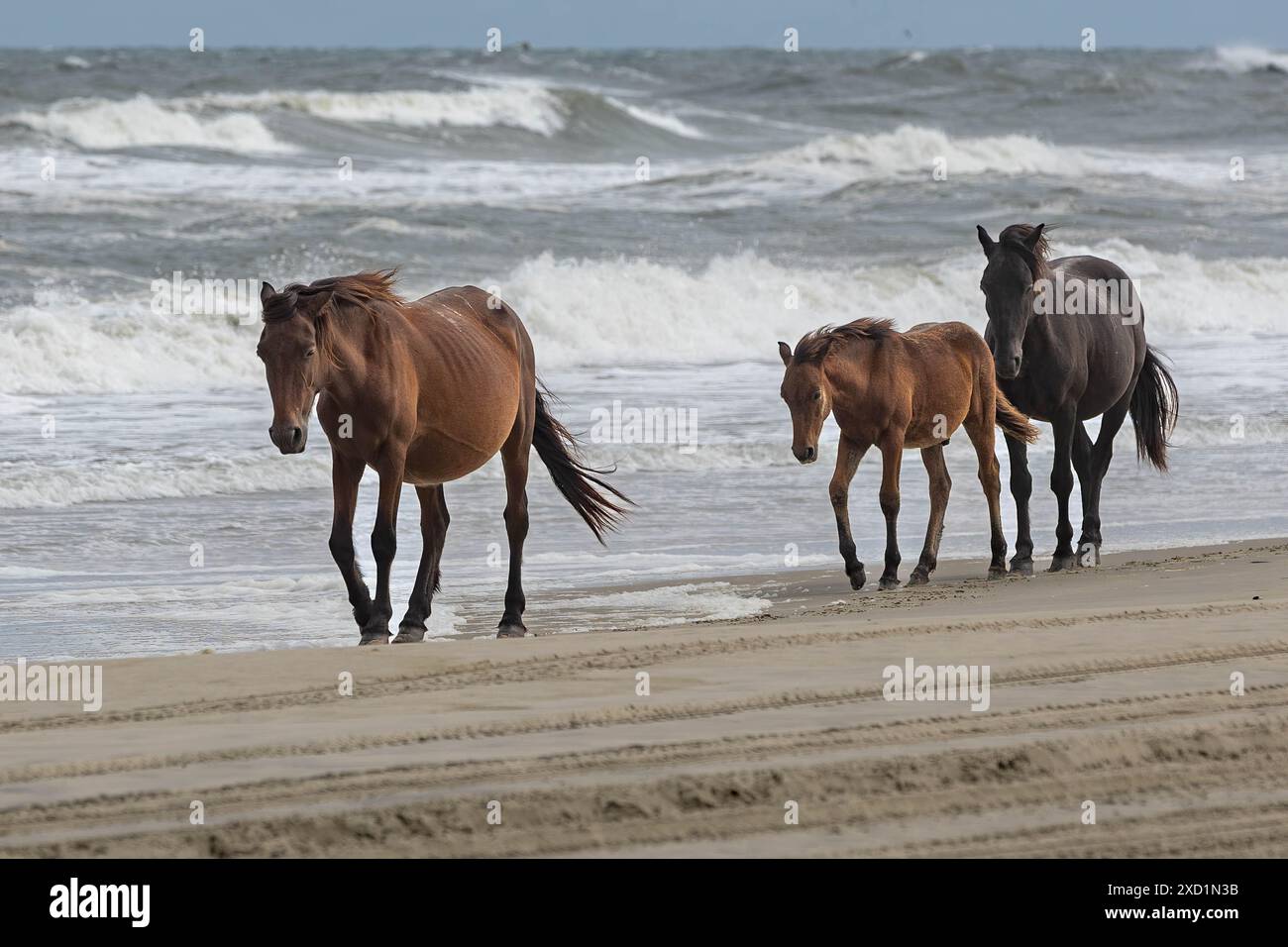 Drei pferde am strand -Fotos und -Bildmaterial in hoher Auflösung – Alamy