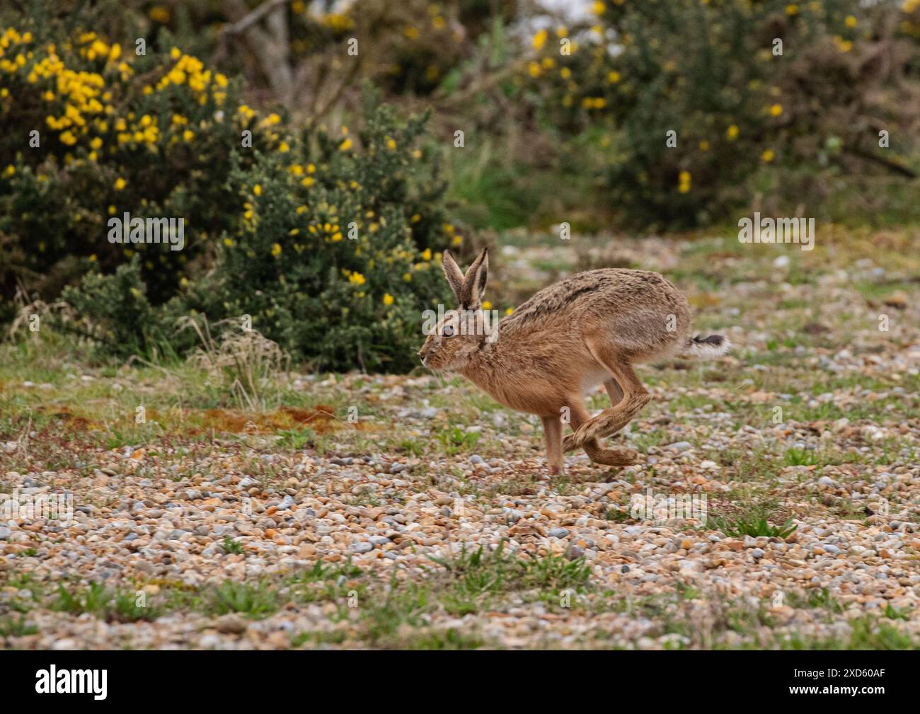 Ein Braunhase (Lepus europaeus), der im ungewöhnlichen Küstenhabitat ...