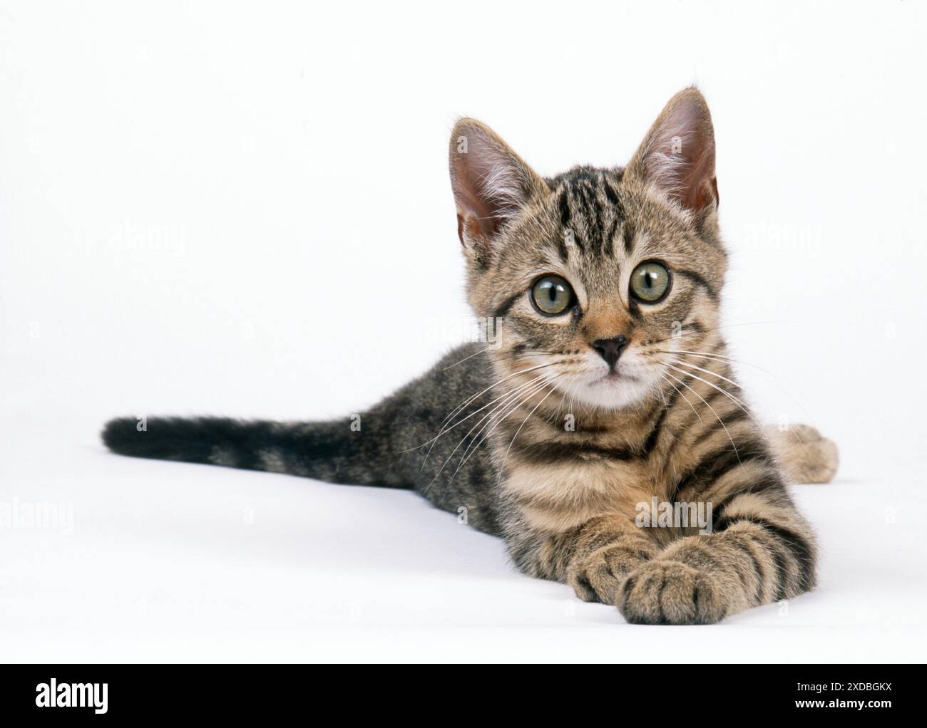 Liegende tiere -Fotos und -Bildmaterial in hoher Auflösung - Seite 2 ...