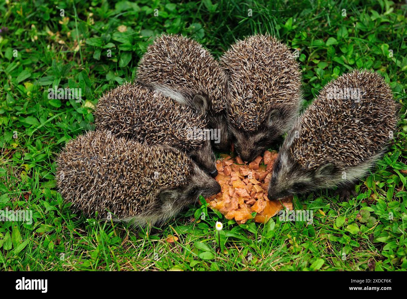 Tiere mit stacheln -Fotos und -Bildmaterial in hoher Auflösung – Alamy