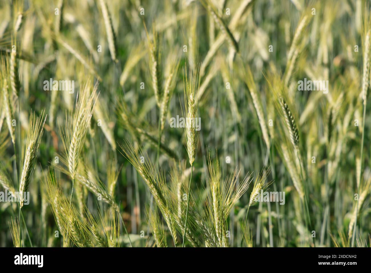 Gerstenfeld in Périgord im Südwesten Frankreichs. Gerste, Getreide ...