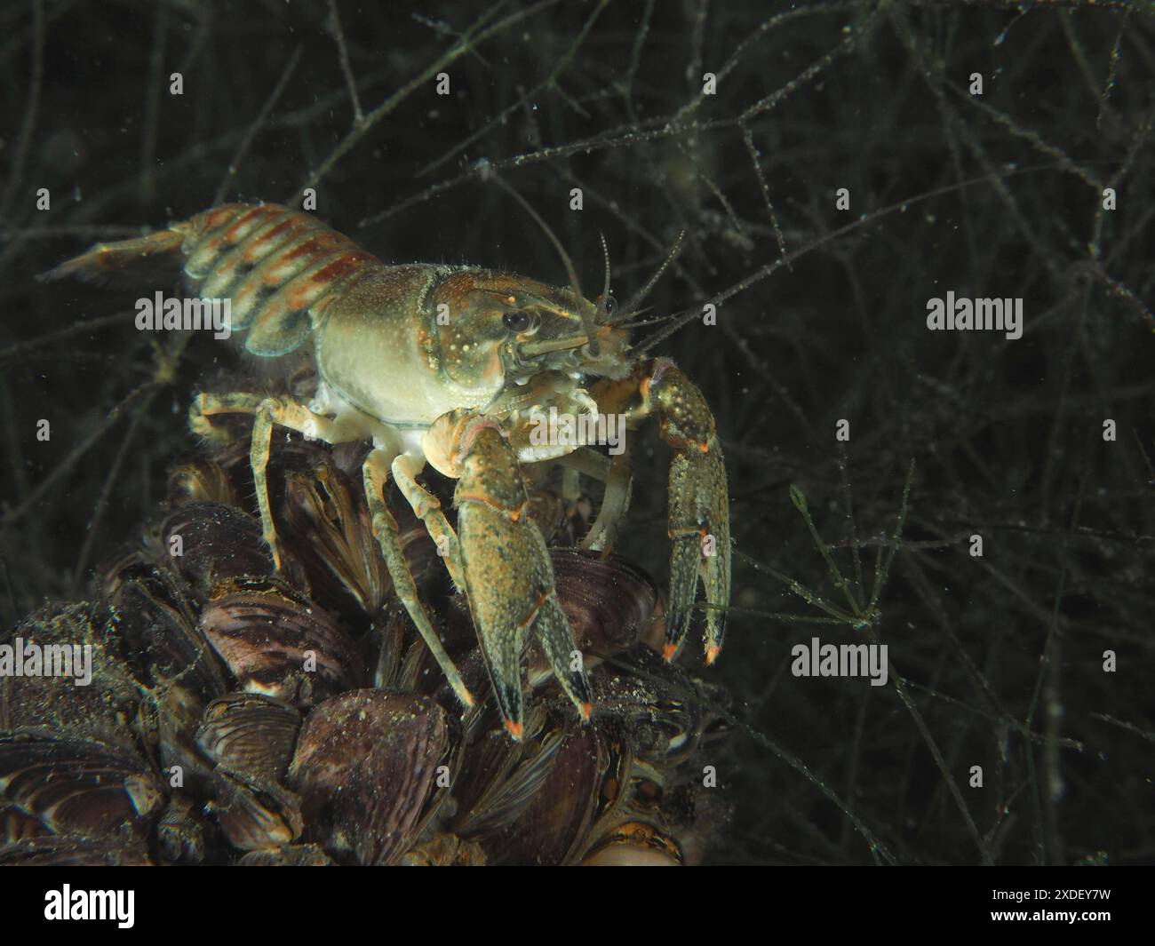 Ein Flusskrebs (Faxonius limosus), amerikanische Krebse, invasive Arten ...