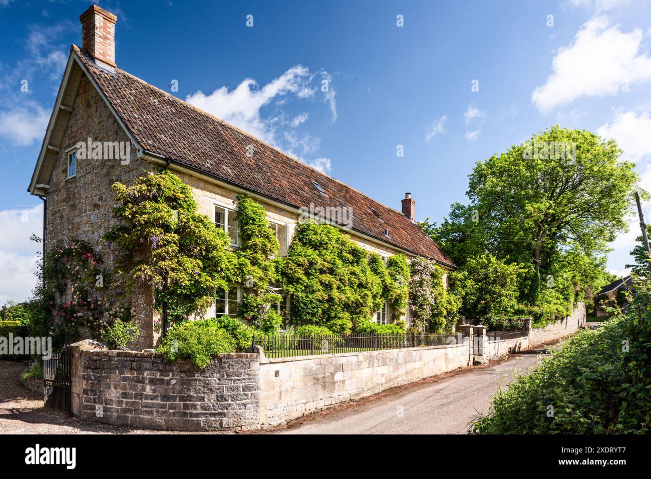 Wisterien und Kletterrosen mit Steinmauer am Straßenrand. Somerset ...
