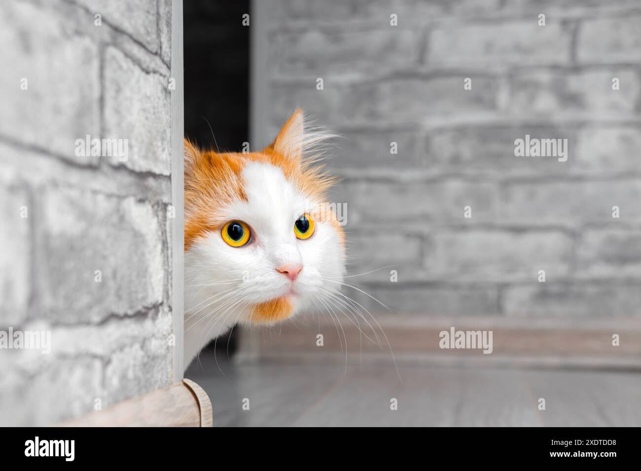 Katze späht um die ecke -Fotos und -Bildmaterial in hoher Auflösung – Alamy