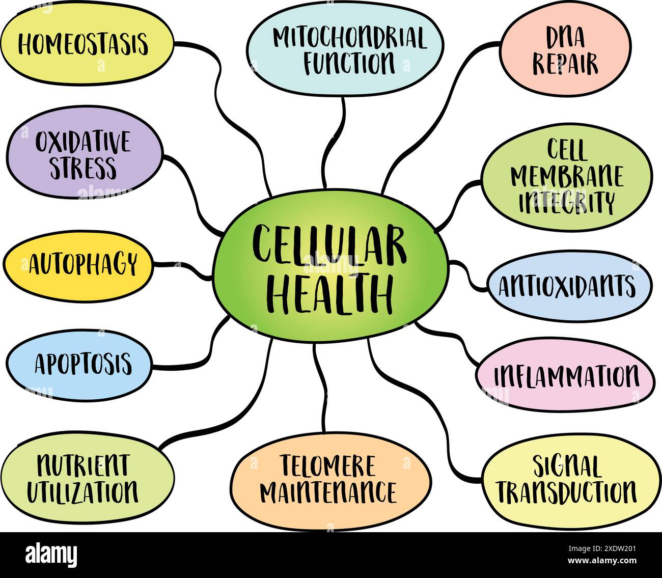 Skizze dna Stock-Vektorgrafiken kaufen - Alamy
