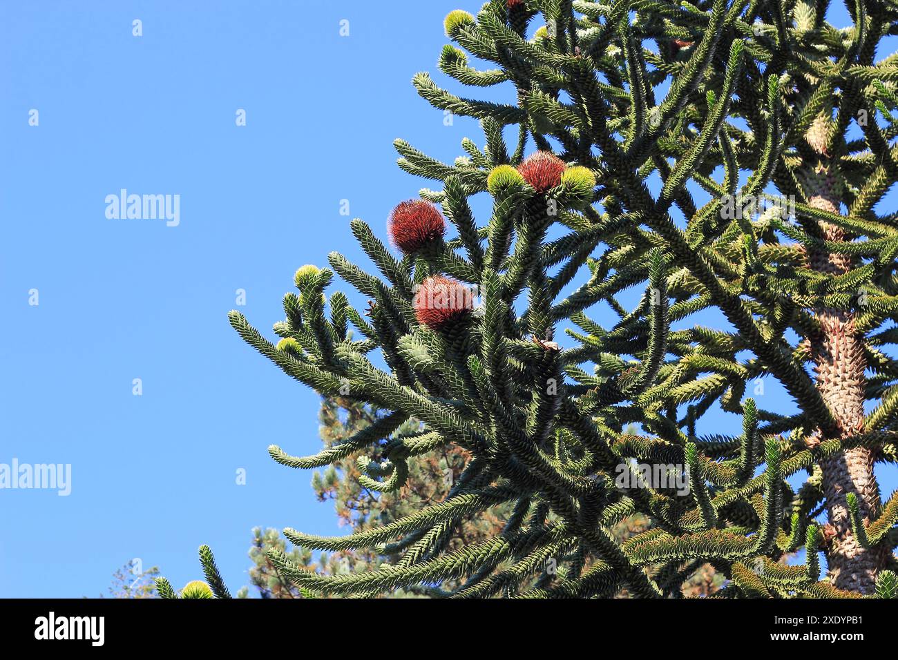 Affen-Puzzle-Baum, Affen-Schwanz-Baum, Pinonero, Pewen, Chilenische ...