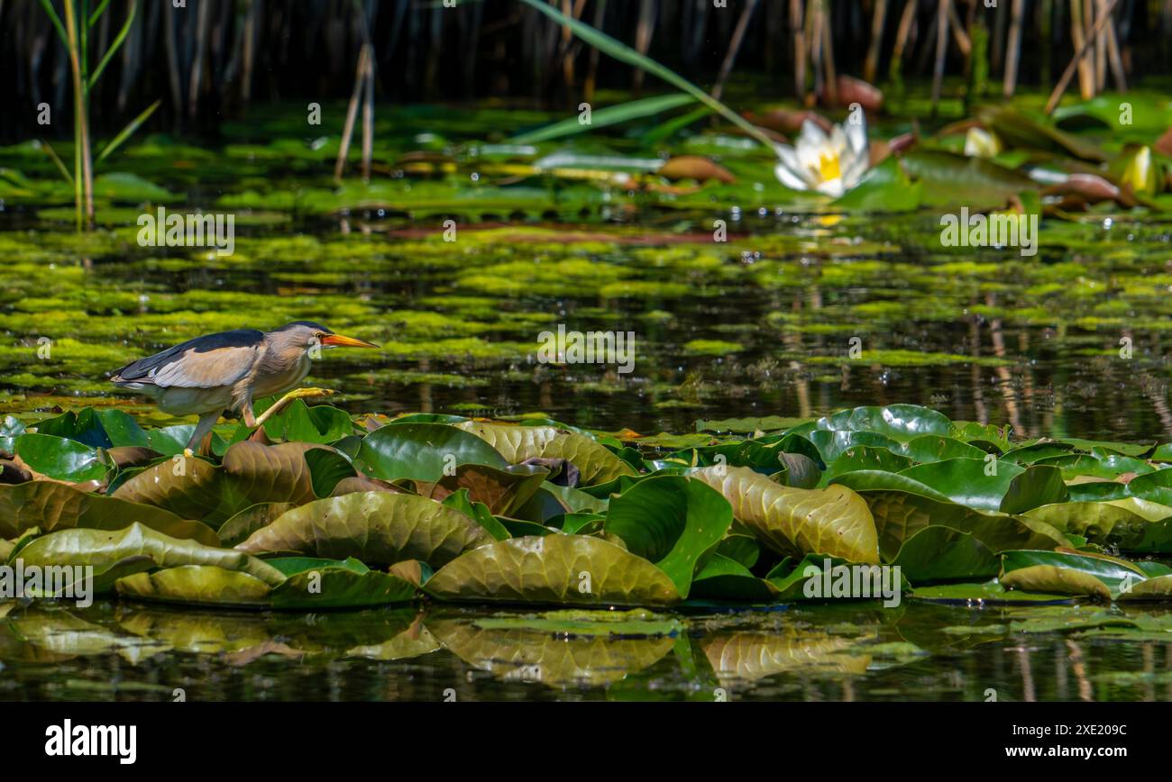 Gewöhnliche kleine Bitterkeit (Ixobrychus minutus / Ardea minuta ...