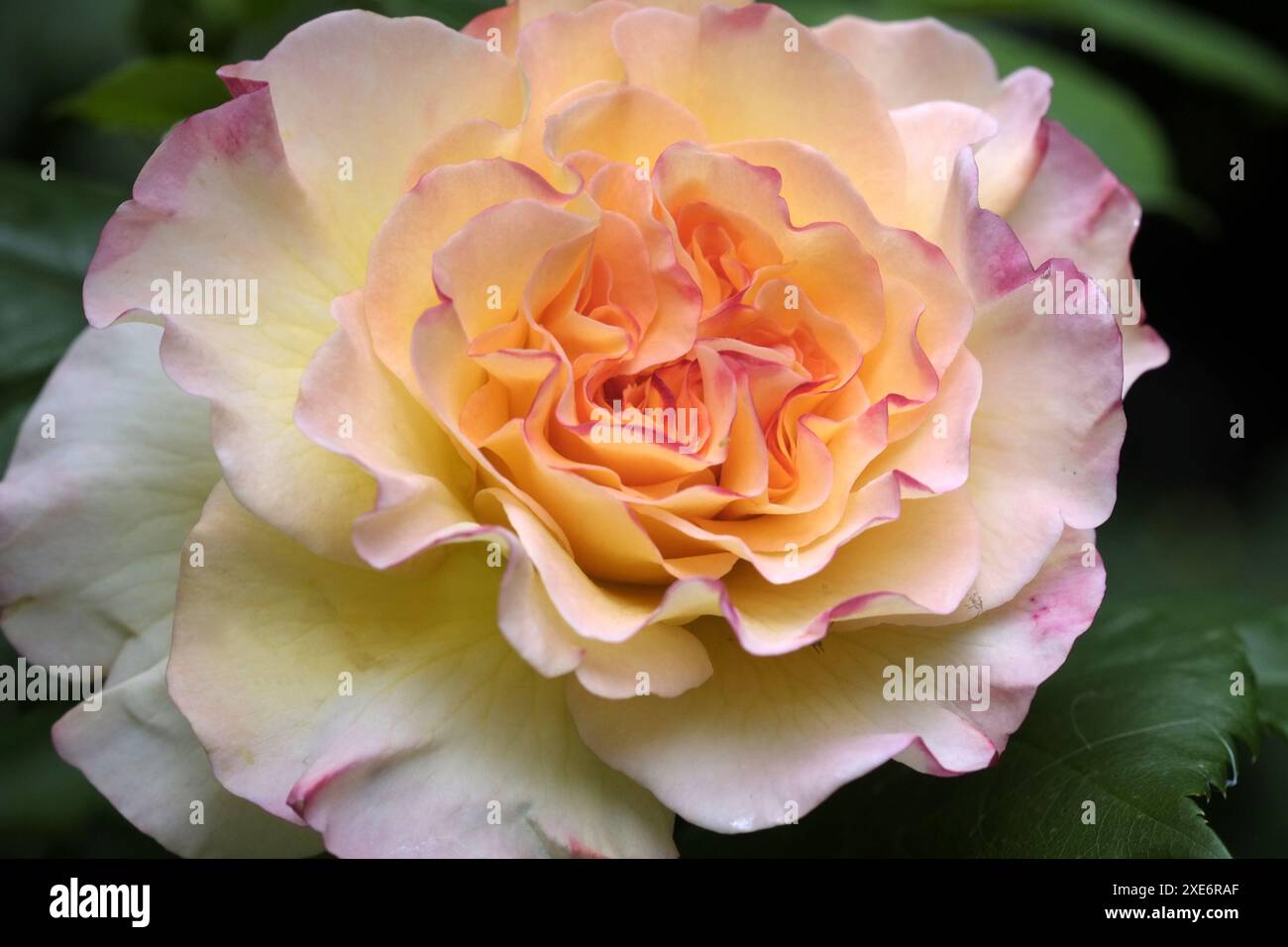 Erstaunlich Mille Fleurs Rosenblute Ebenbild