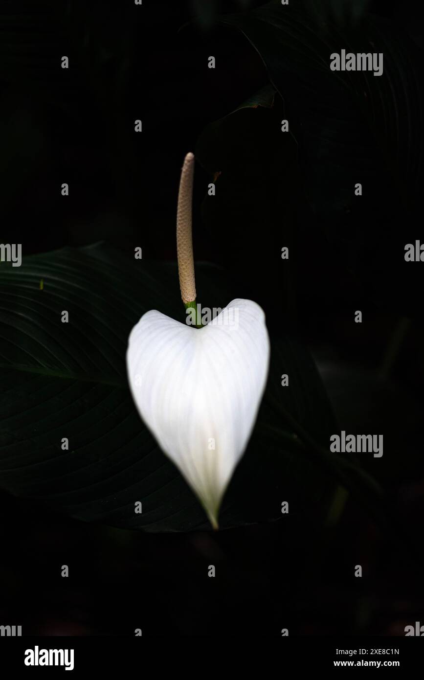 Im Hilo Tropical Garden auf Hawaii entfaltet sich die Eleganz einer ...