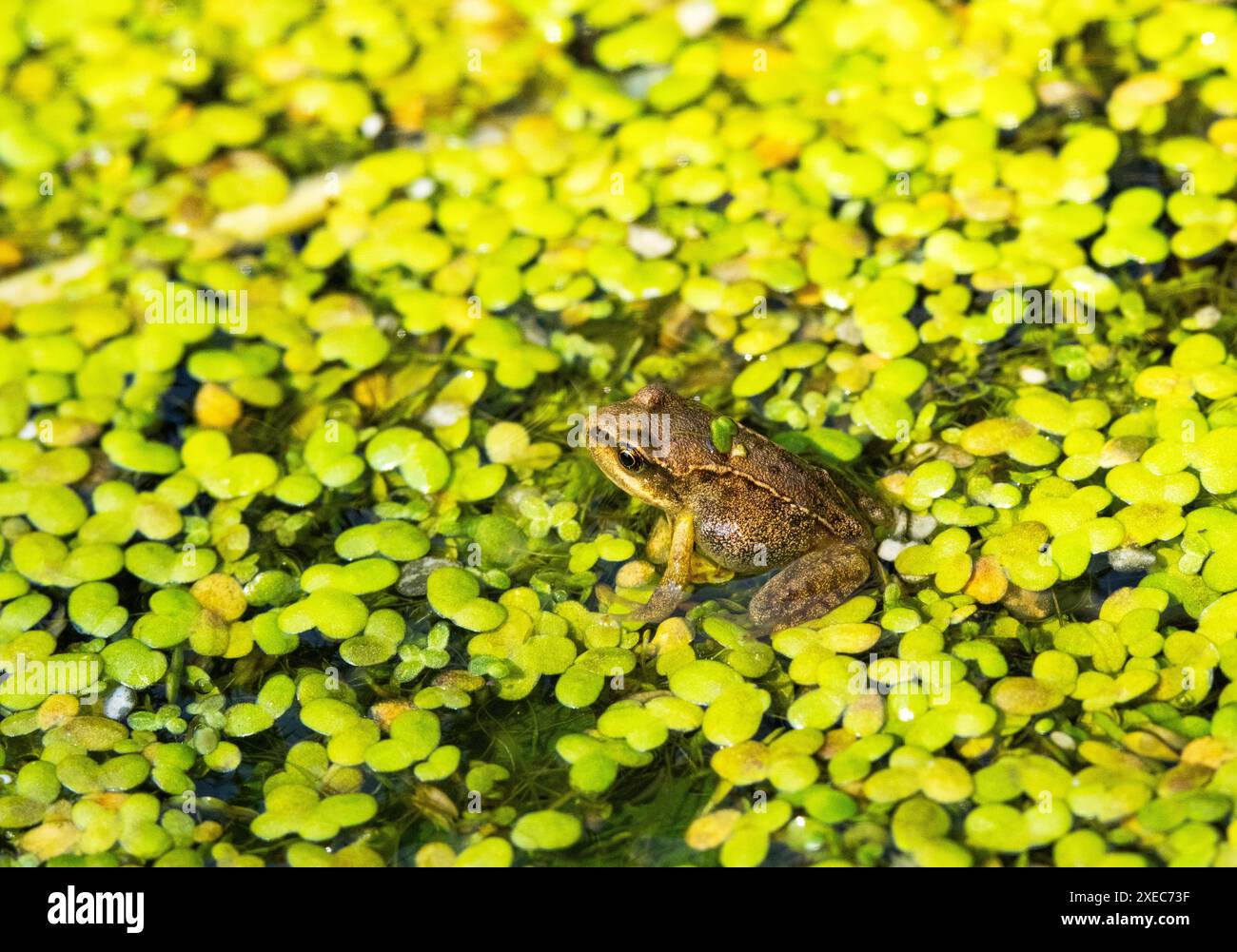 Atmen sie durch ihre haut -Fotos und -Bildmaterial in hoher Auflösung ...