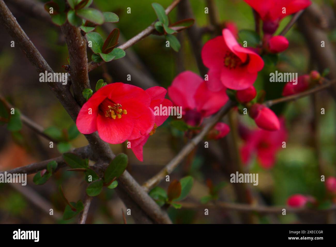 Japanese zierquitte -Fotos und -Bildmaterial in hoher Auflösung – Alamy