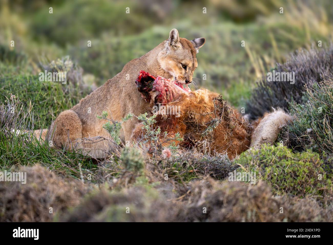 Puma eating -Fotos und -Bildmaterial in hoher Auflösung – Alamy