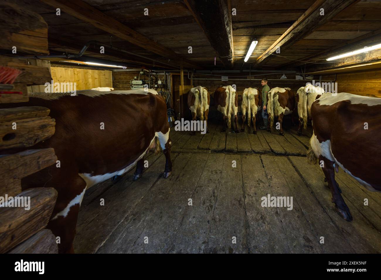 Die Melkstube auf der Filzmoosalm ist ordentlich gehalten. Jede Kuh hat ...