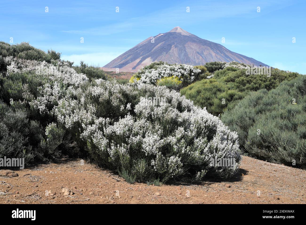 Retama del Teide (Spartocytisus supranubius) ist ein auf Teneriffa und ...