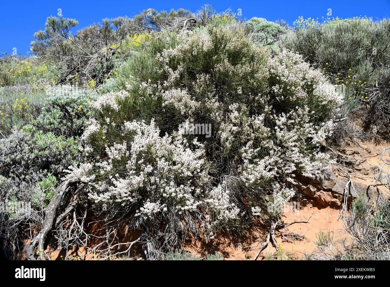 Retama del Teide (Spartocytisus supranubius) ist ein auf Teneriffa und ...