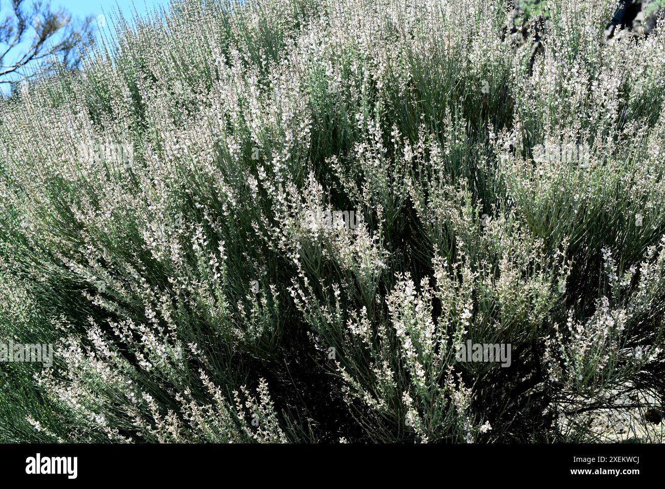 Retama del Teide (Spartocytisus supranubius) ist ein auf Teneriffa und ...