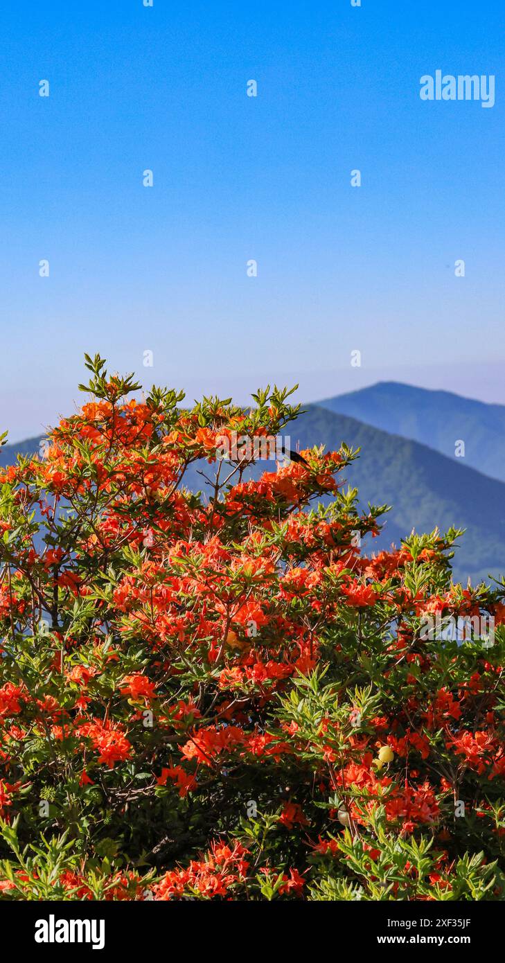 Appalachische azaleen -Fotos und -Bildmaterial in hoher Auflösung – Alamy