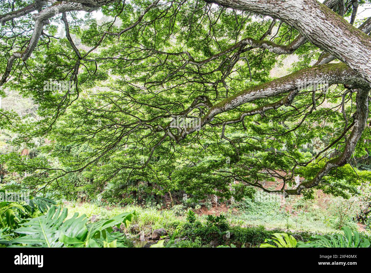Ein beeindruckender Zakarda- oder haya-Baum steht hoch im Waimea Valley ...