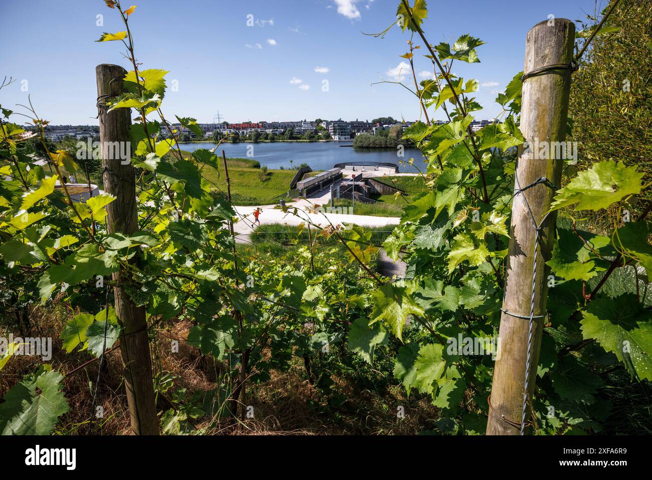 Weinberg am Phoenix Lake, der See und seine benachbarte Bebauung wurden ...