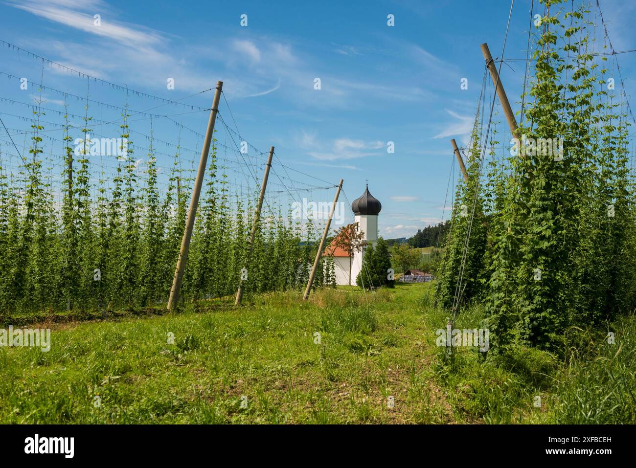 Kapelle und Hopfengärten, Hopfenanbau, Hopfenplantage, St. George's ...