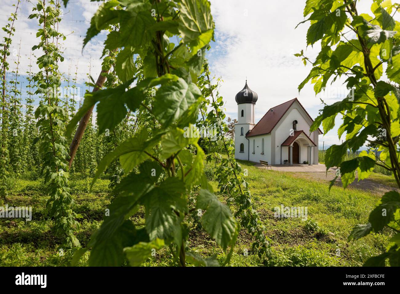 Kapelle und Hopfengärten, Hopfenanbau, Hopfenplantage, St. George's ...