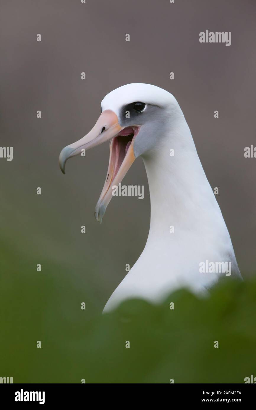 Laysan Albatross (Phoebastria immutabilis) ruft Mate, IUCN Redlist nahe ...