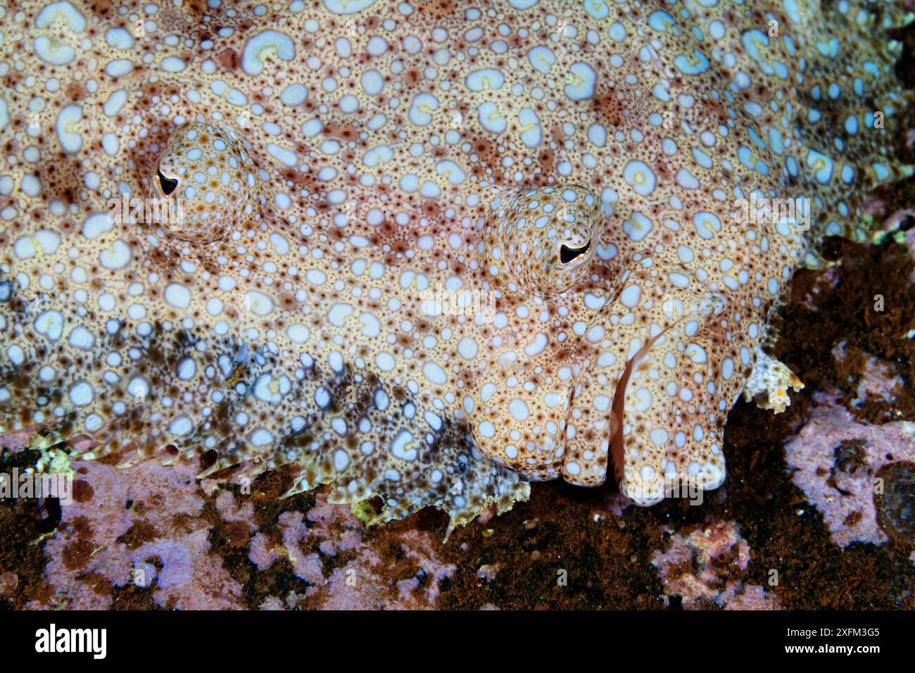 Tropische Flunder (Bothus mancus), Socorro Island, Revillagigedo ...