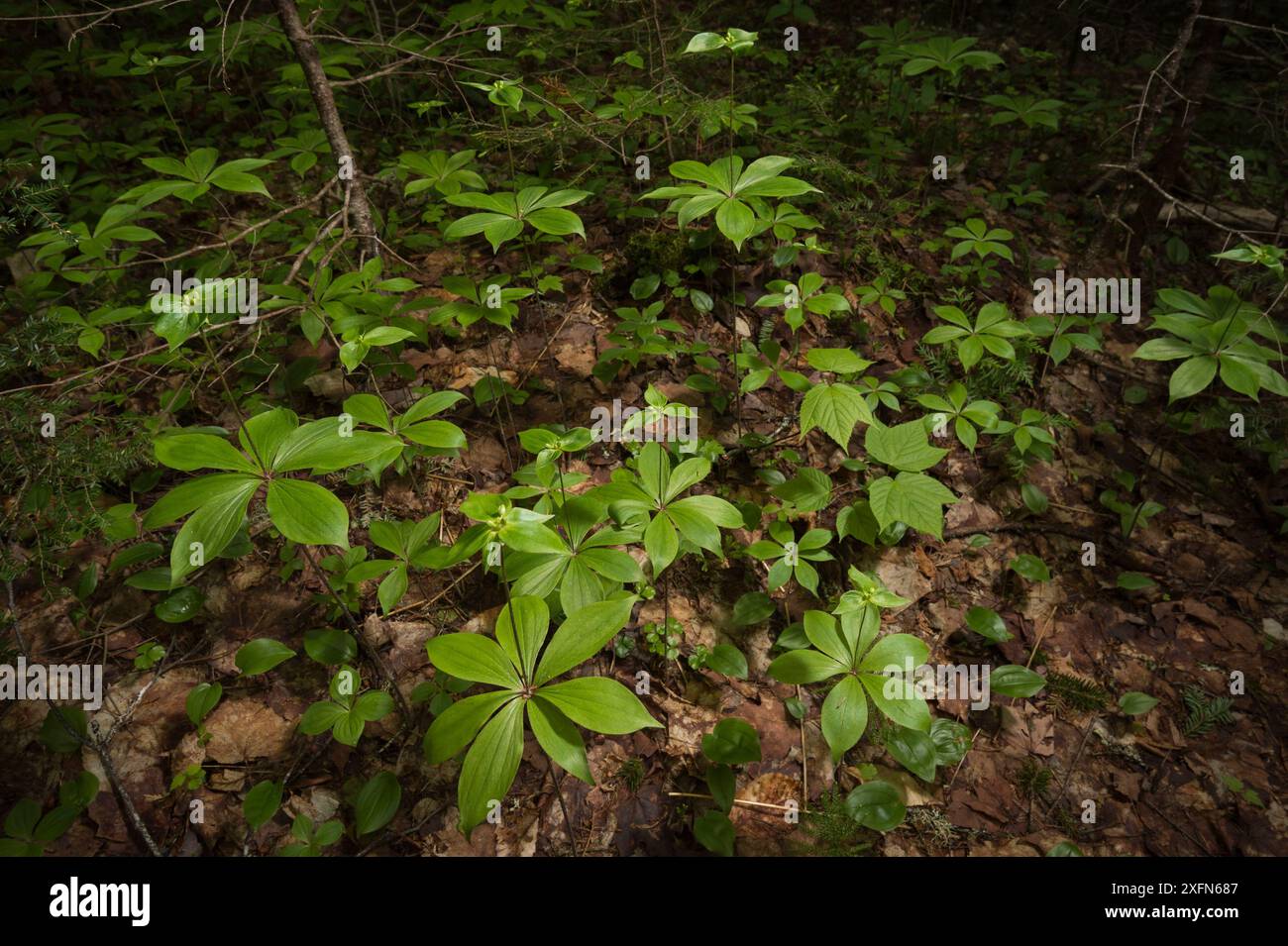 Indische gurkenwurzel -Fotos und -Bildmaterial in hoher Auflösung – Alamy