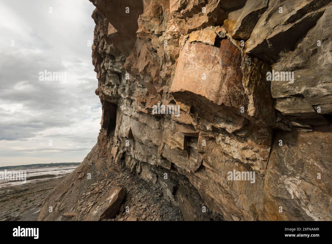 Der baumartige Lycopodiophyt Sigillaria ist berühmt in situ in Joggins ...