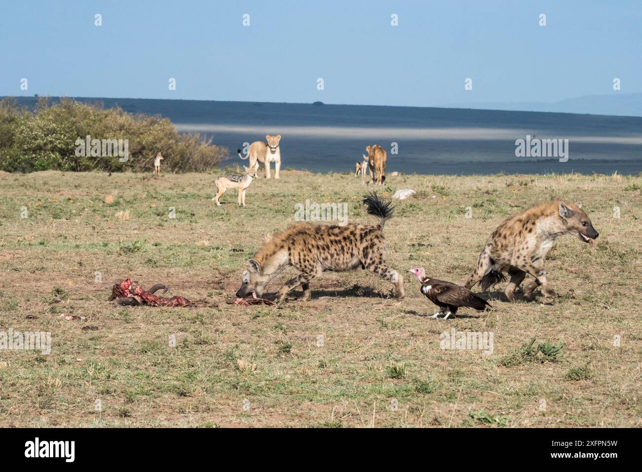 Löwen (Panthera leo), die Überreste von Kadavern hinterlassen, als ...