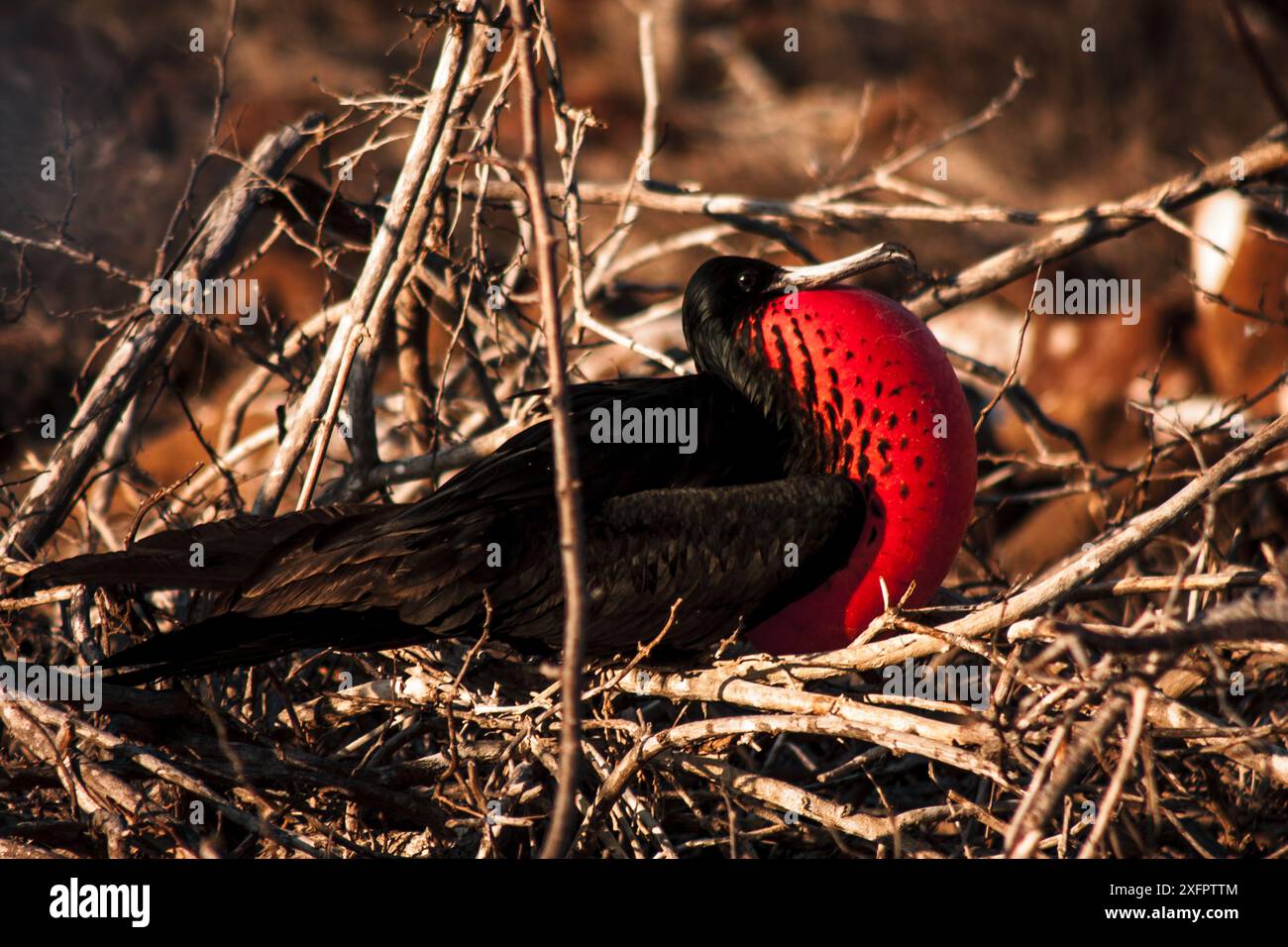 Dieses fesselnde Foto zeigt einen Galapagos-Fregatebird mit seinem ...