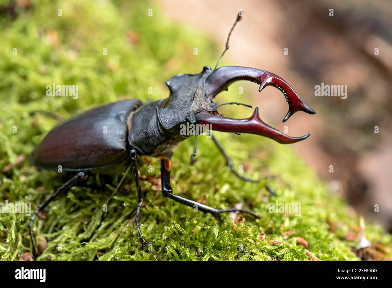 Hirschkäfer (Lucanus cervus), gehörnter Käfer, Feuerkäfer, männlich mit ...