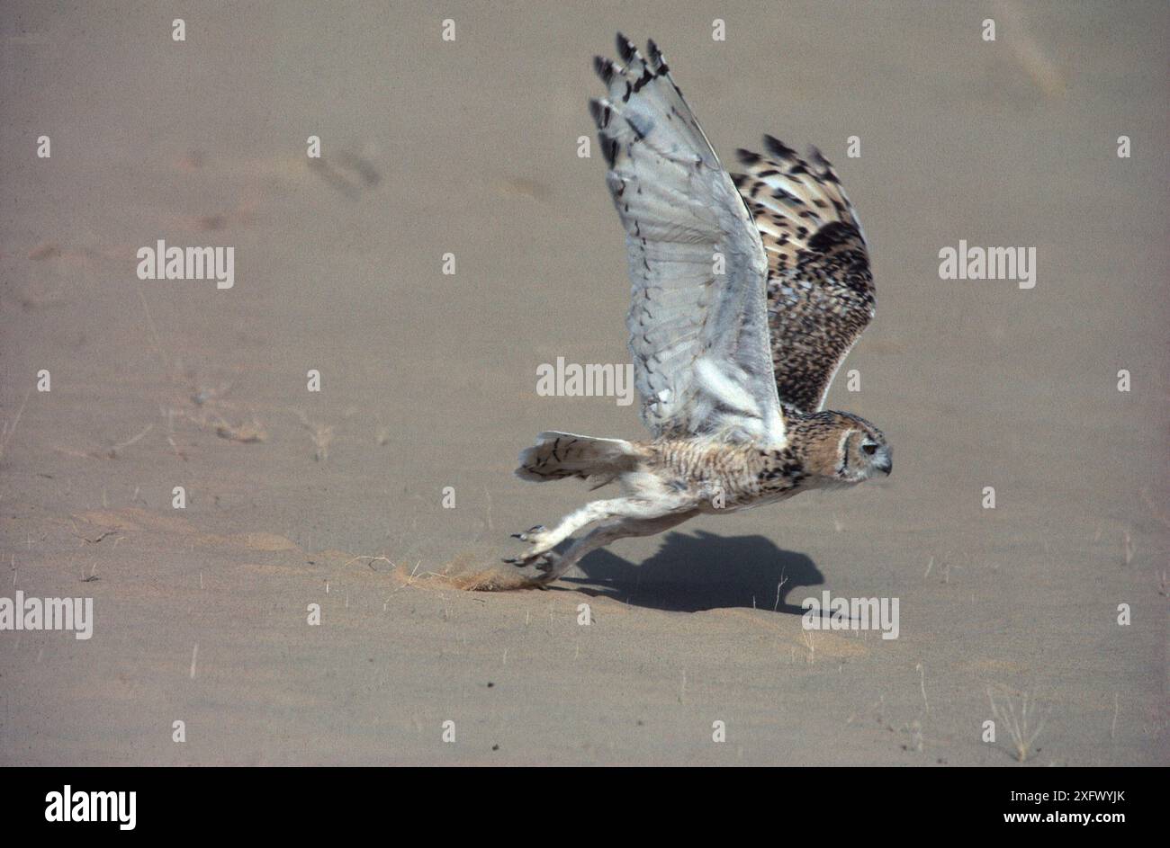 Bubo bubo ascalaphus -Fotos und -Bildmaterial in hoher Auflösung – Alamy