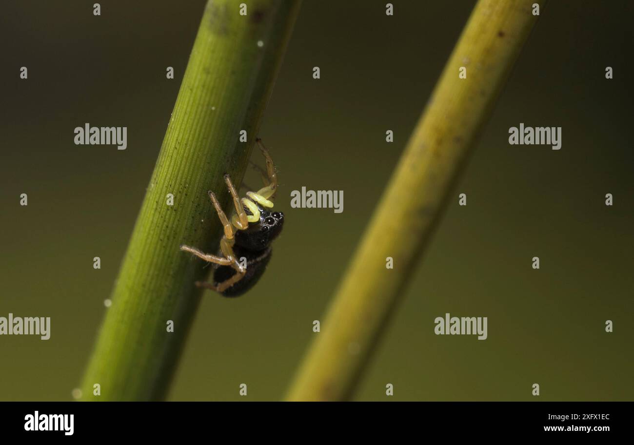 Spinnen springen (Heliophanus dampfi), klettern auf einen Rausch ...