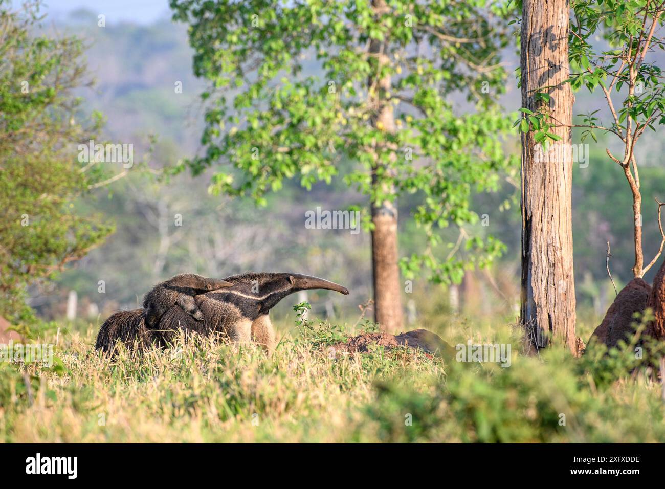 Riesenameisenbärchen (Myrmecophaga tridactyla), Weibchen, das den ...