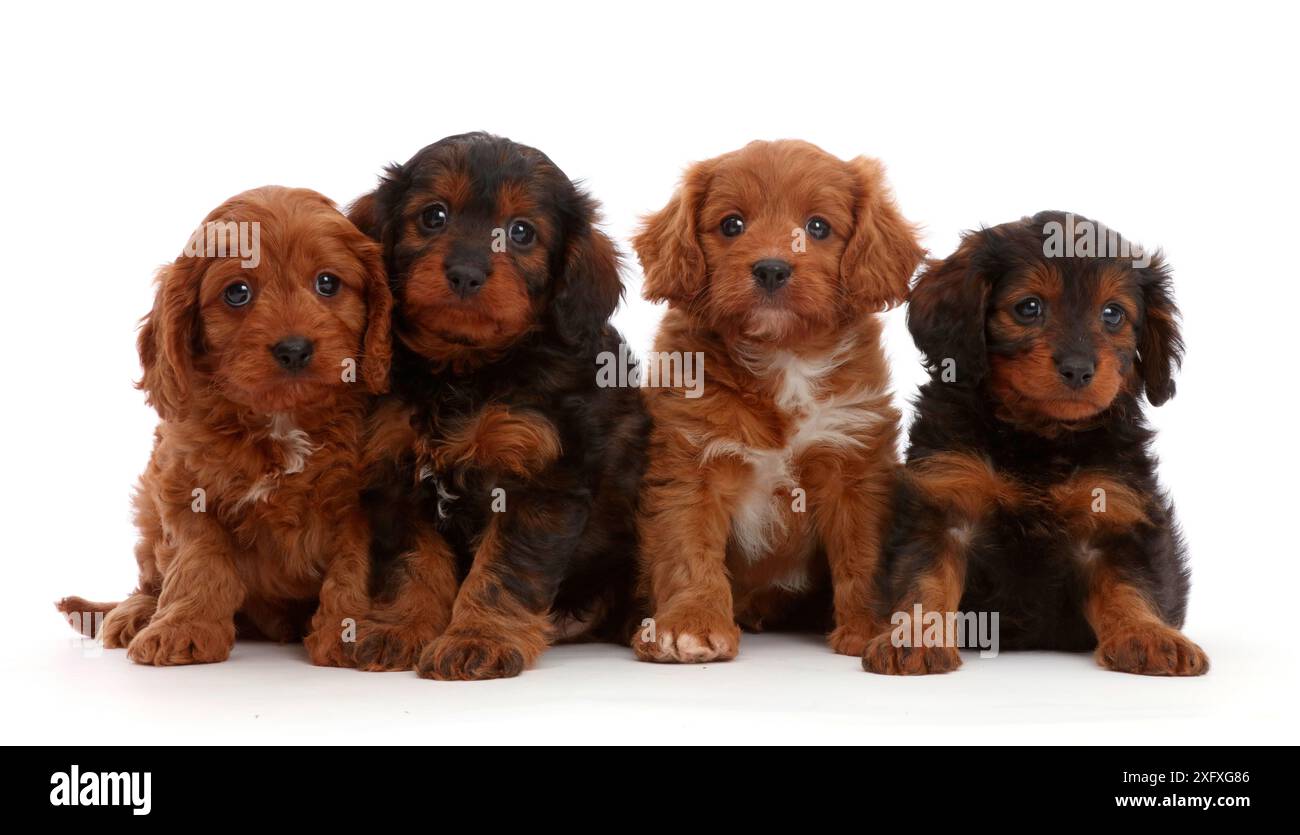 Cavapoo welpen -Fotos und -Bildmaterial in hoher Auflösung – Alamy
