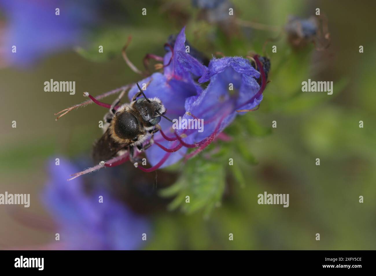 Weibchen der natternkopf mauerbiene osmia adunca -Fotos und ...