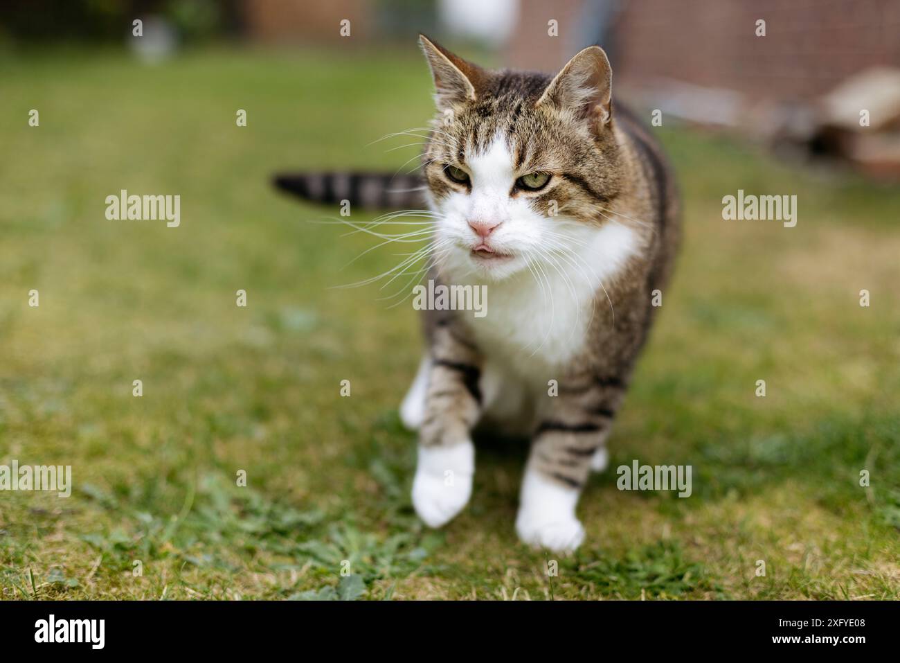 Voller körper der katze -Fotos und -Bildmaterial in hoher Auflösung – Alamy