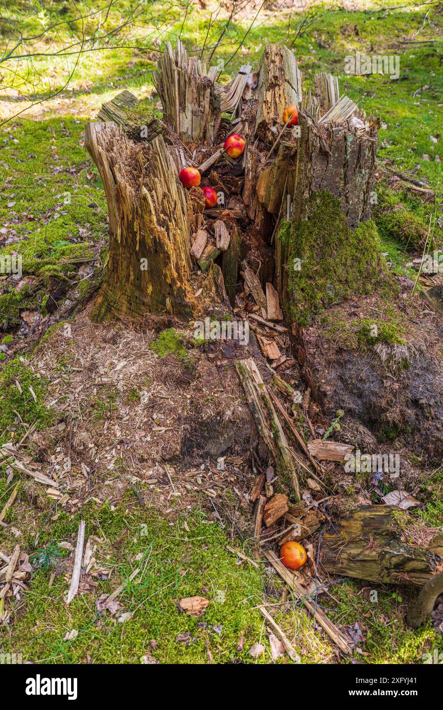 Wilde tiere inm wald -Fotos und -Bildmaterial in hoher Auflösung – Alamy