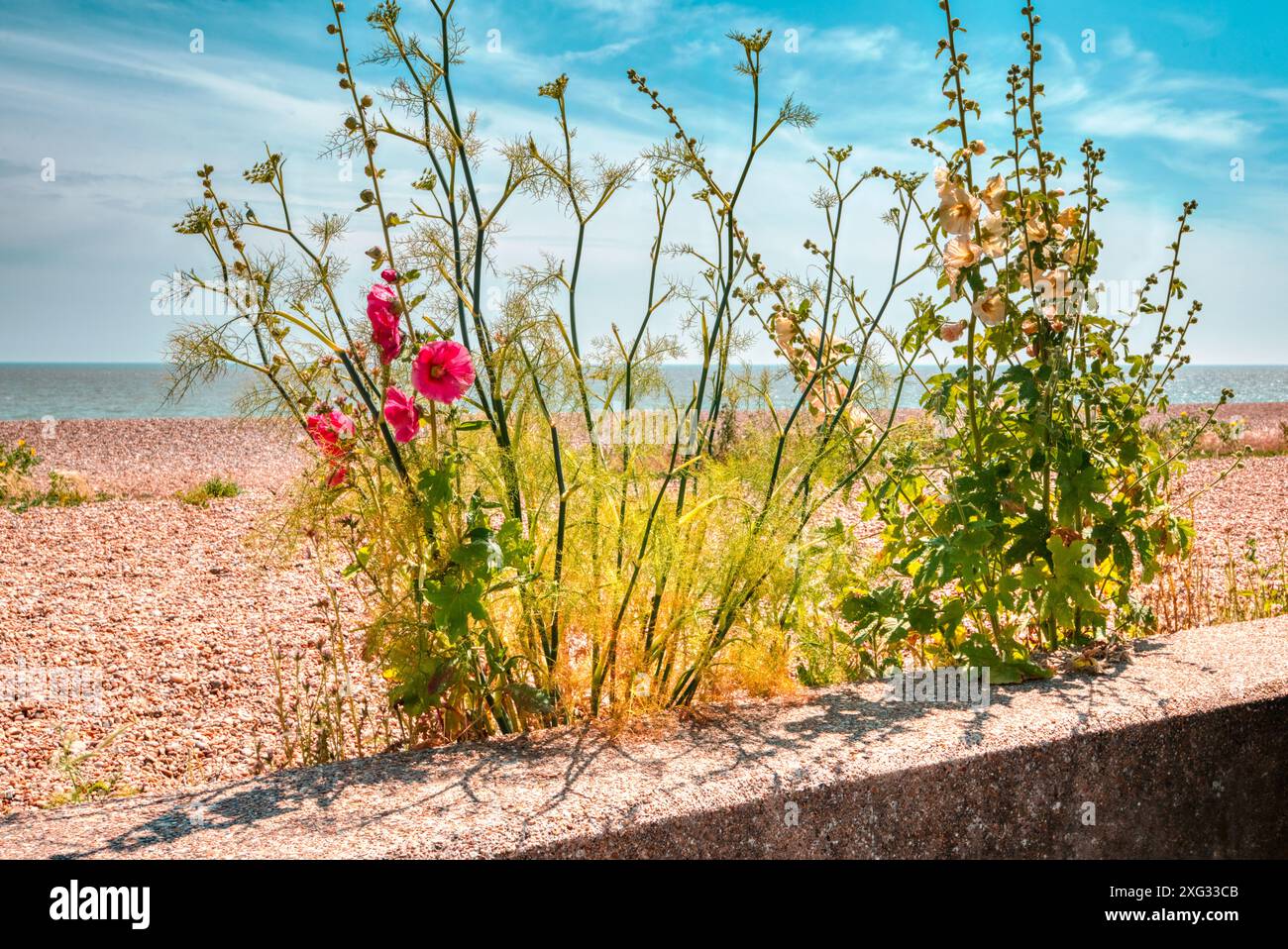 Pflanzen wachsen strand meer himmel strand -Fotos und -Bildmaterial in ...