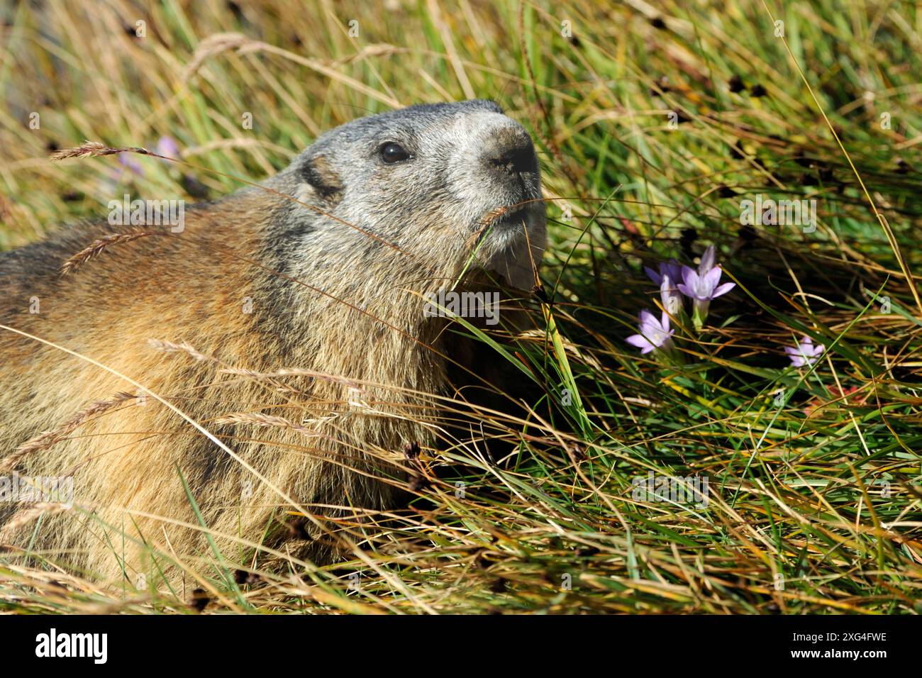 Murmeltier Murmeltiere Murmeltiere *** Murmeltier Murmeltier Murmeltier Murmeltier ...