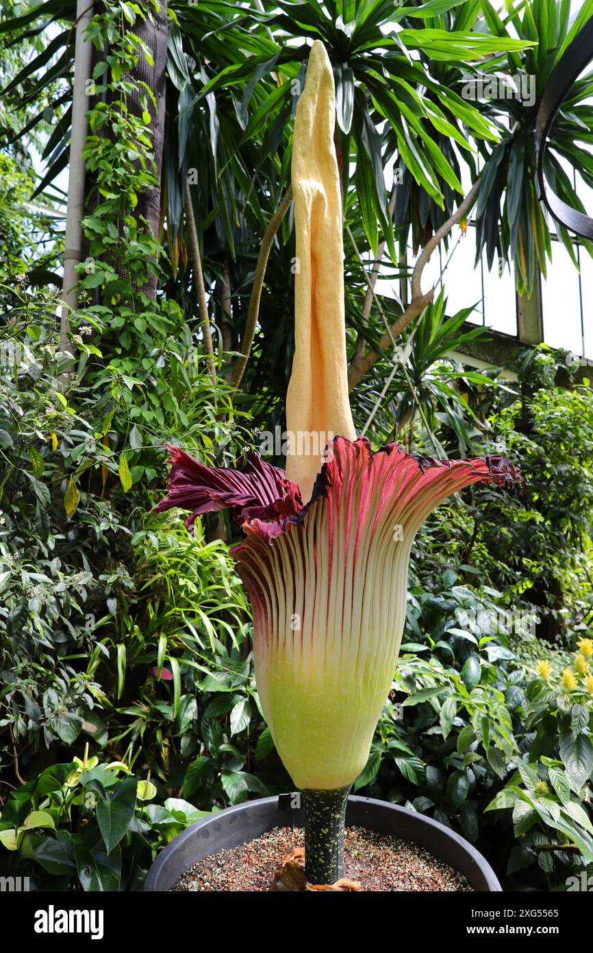 Titan Arum oder Corpse Flower, Amorphophallus titanum, Araceae ...