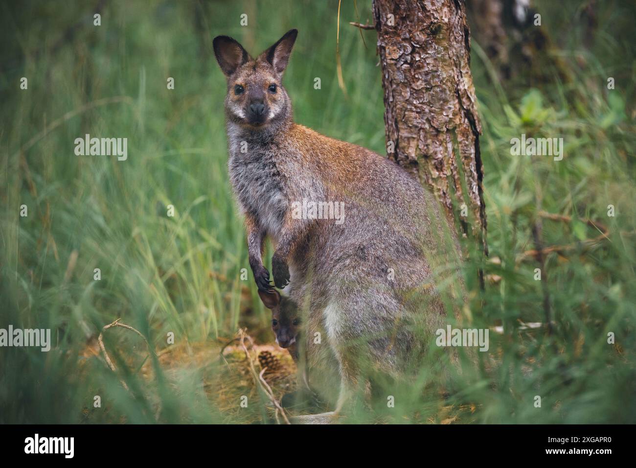 Unbekannt. Juli 2024. Ein weibliches Wallaby wird am 5. Juli 2024 im ...