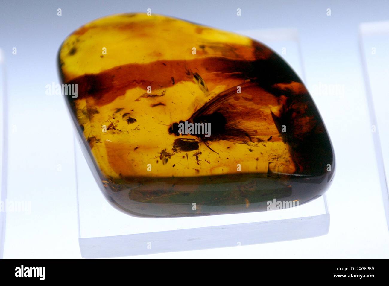 El ámbar es una resina vegetal fosilizada que proviene de la exudación ...