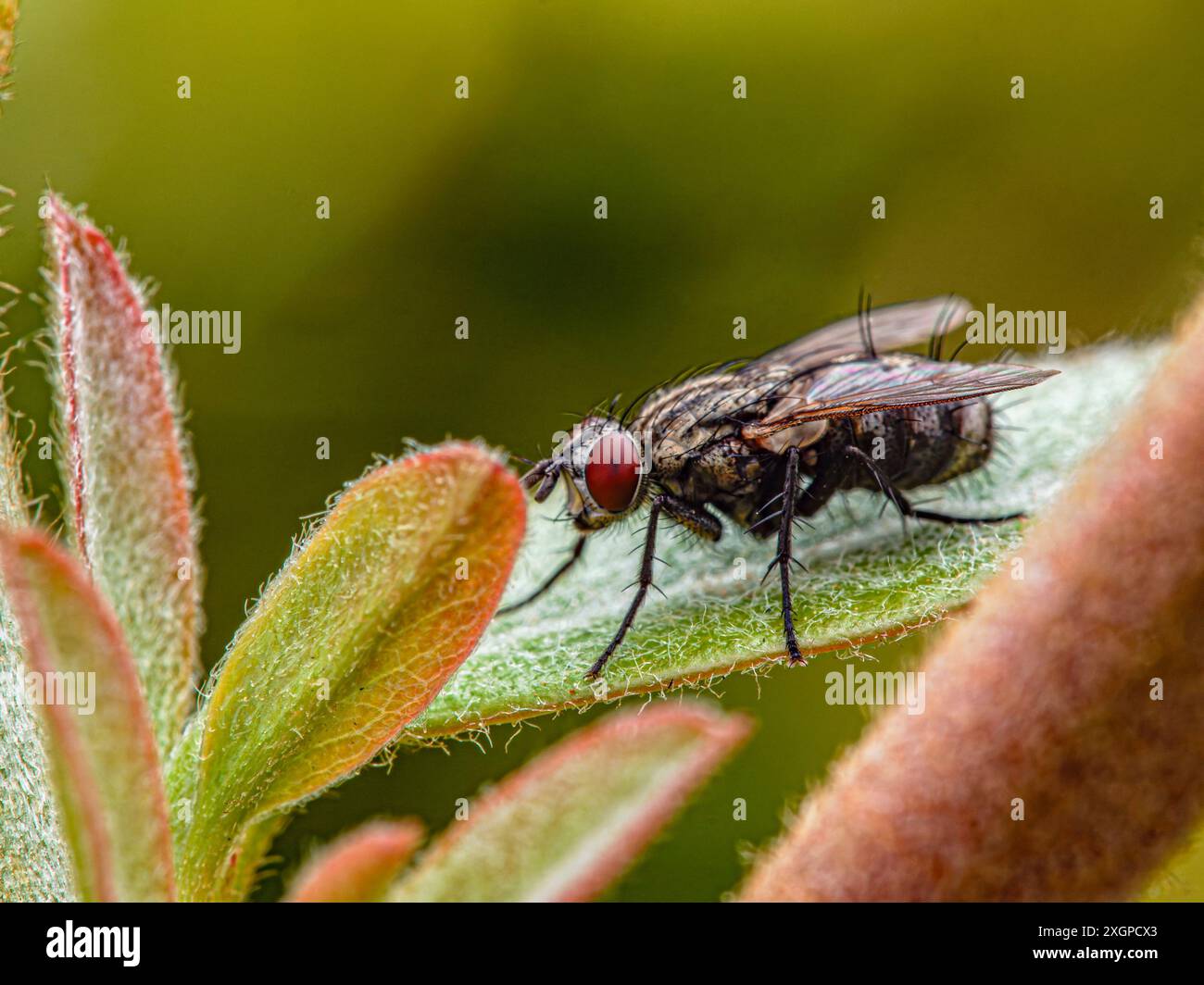 Ausbauchende rote augen -Fotos und -Bildmaterial in hoher Auflösung – Alamy
