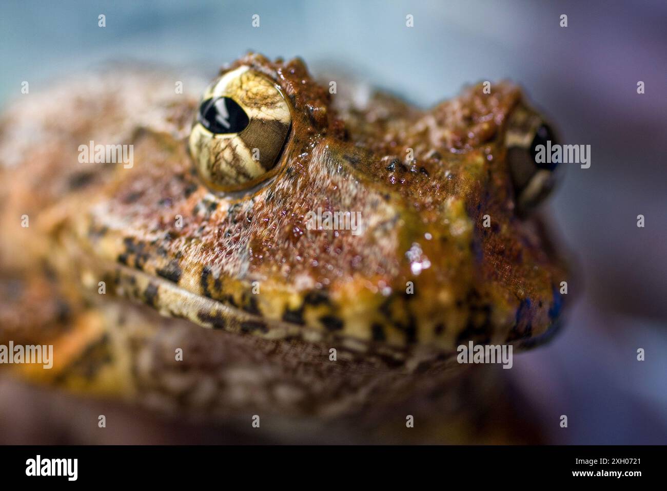 Anfibios de panama -Fotos und -Bildmaterial in hoher Auflösung – Alamy