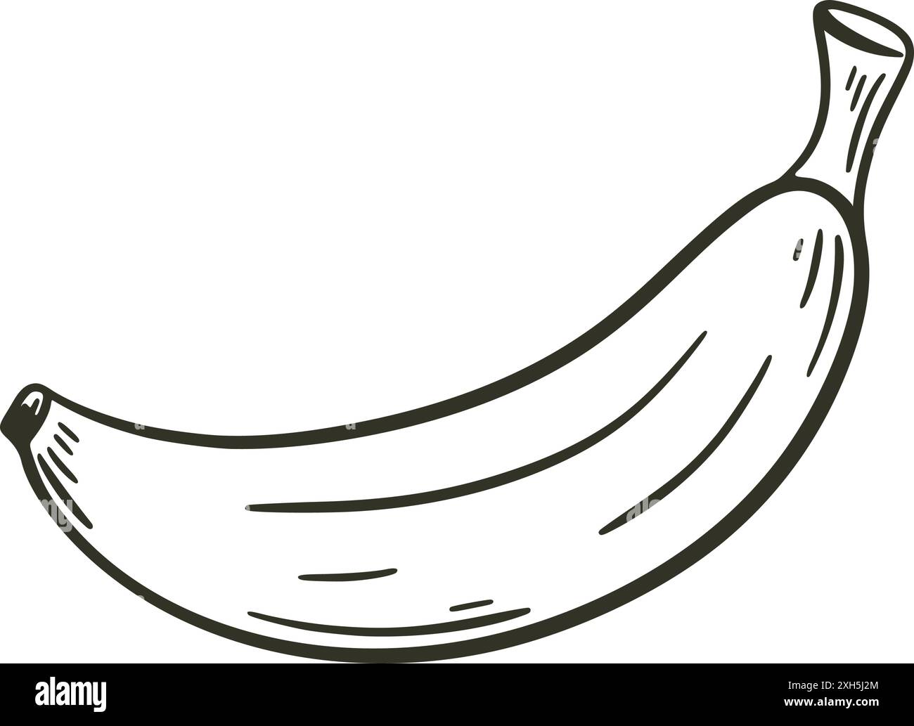 Banane Hand gezeichnet Gravur isolierte Vektor-Illustration Stock ...
