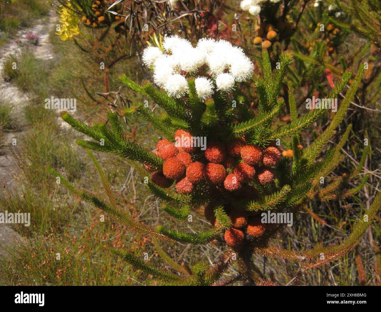 Redleg Kolkol (Berzelia abrotanoides) Kristalkloof im Langeberg ...