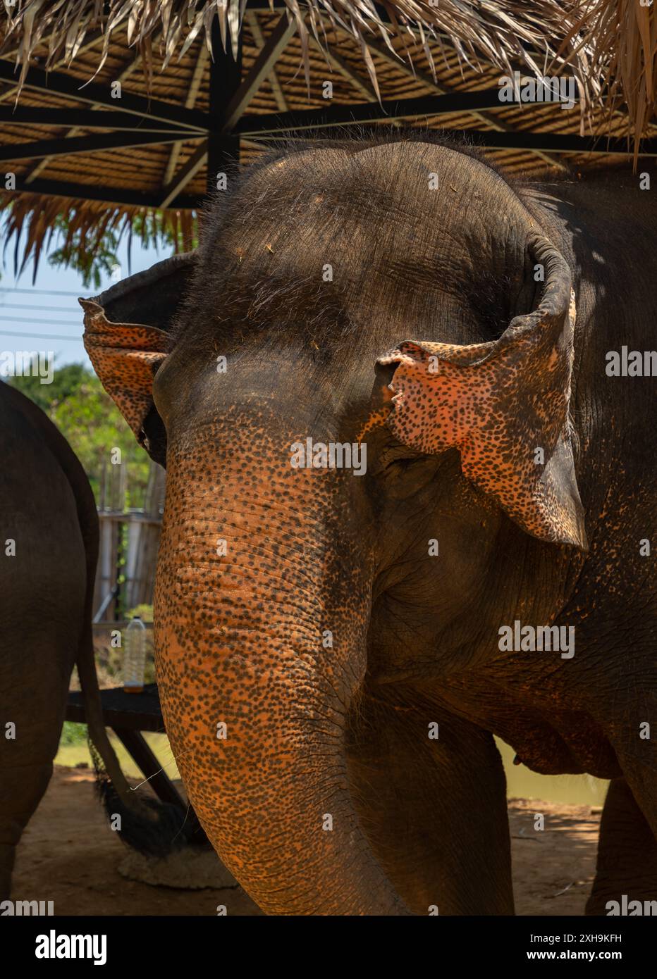 Thailand elephant sanctuary -Fotos und -Bildmaterial in hoher Auflösung ...